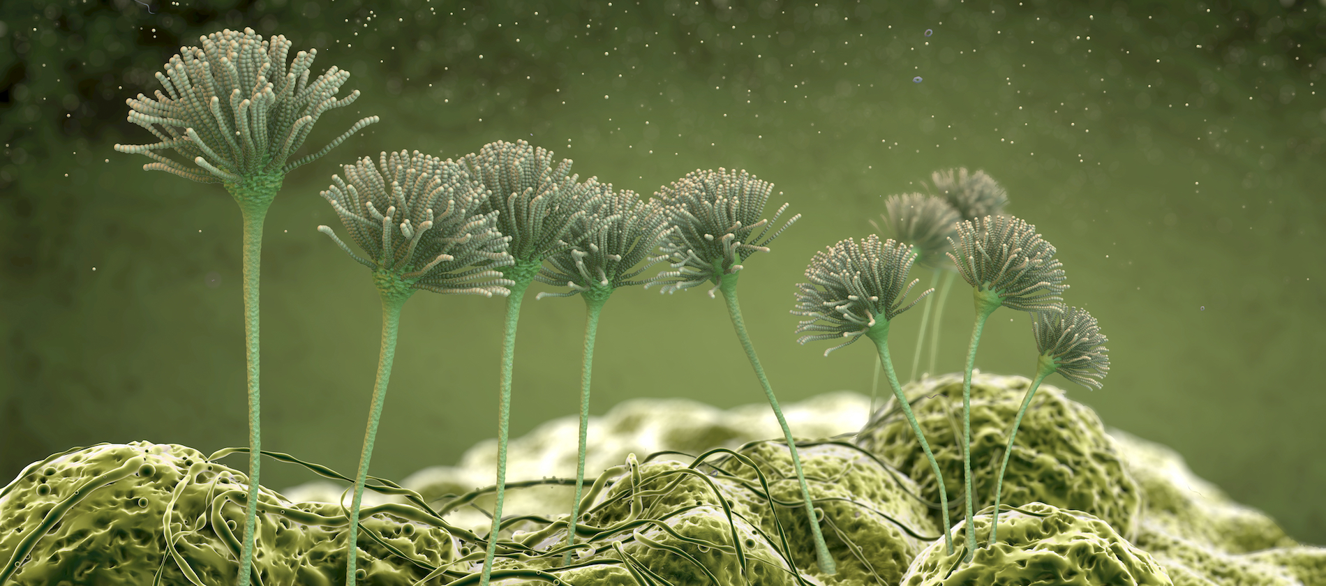 Applications of fungi in the Indian smart protein sector : GFI India