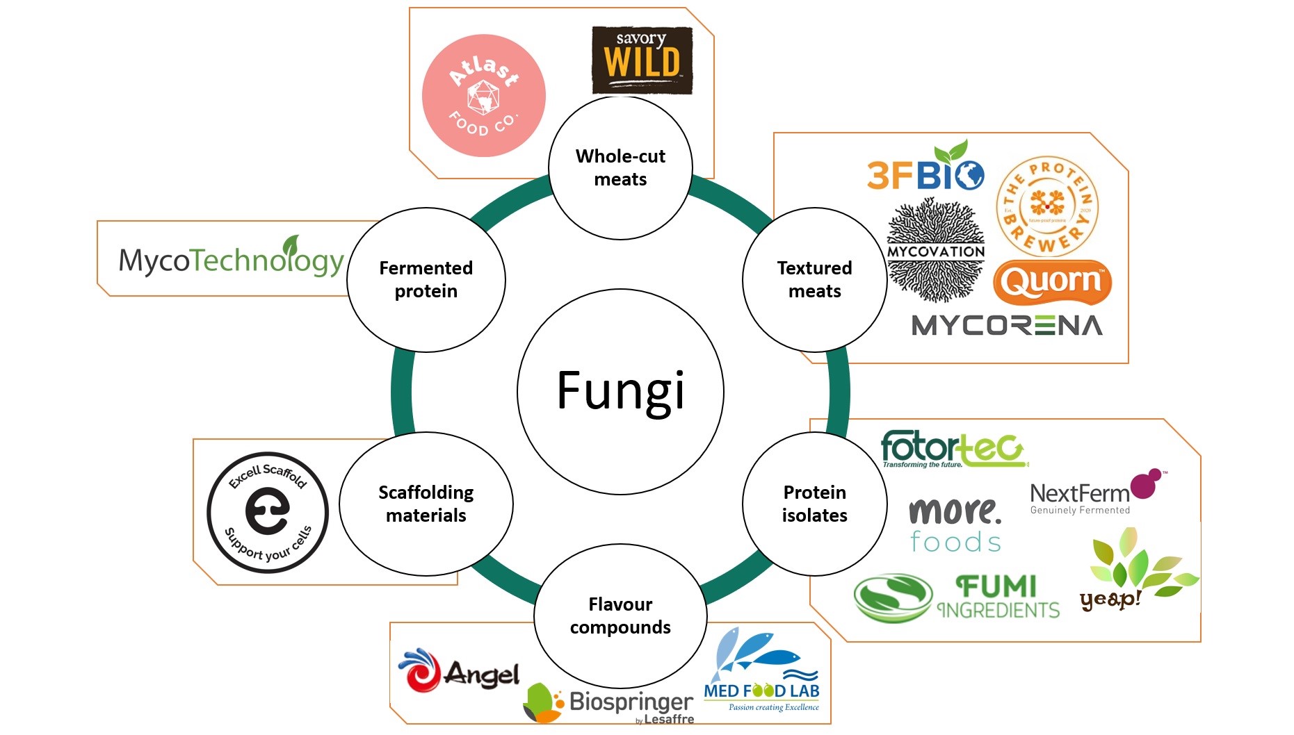 Applications of fungi in the Indian smart protein sector : GFI India